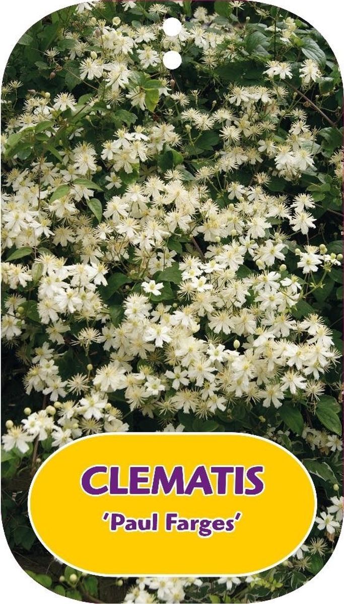 Clematis 'Paul Farges' (Vi) — Plant Wholesale FlorAccess