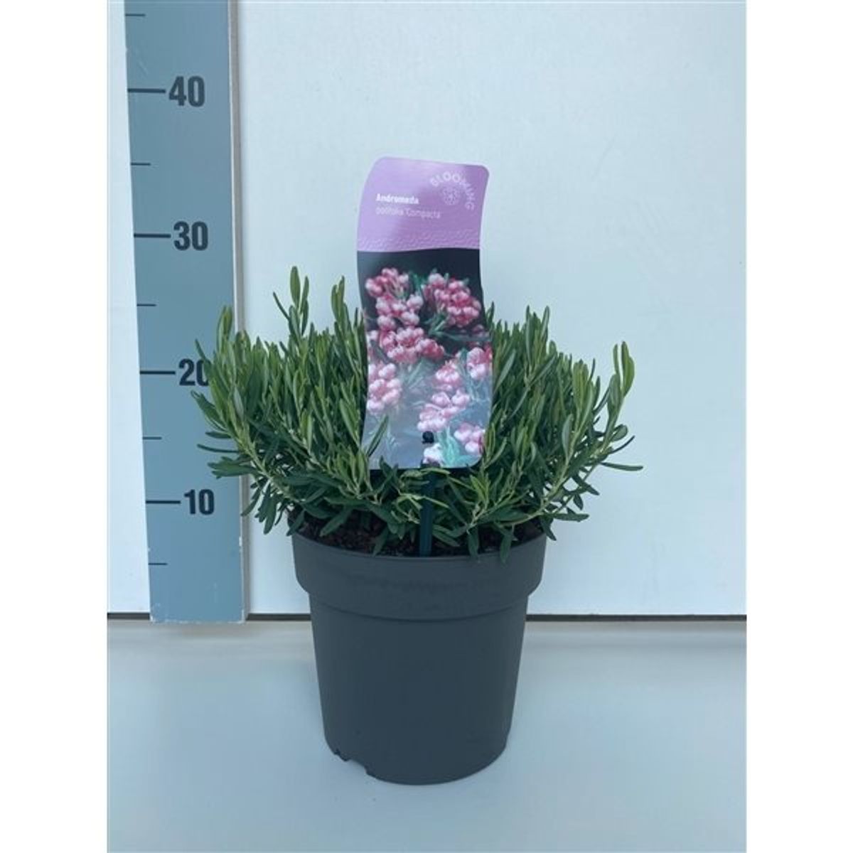 Andromeda polifolia 'Compacta' — Plant Wholesale FlorAccess