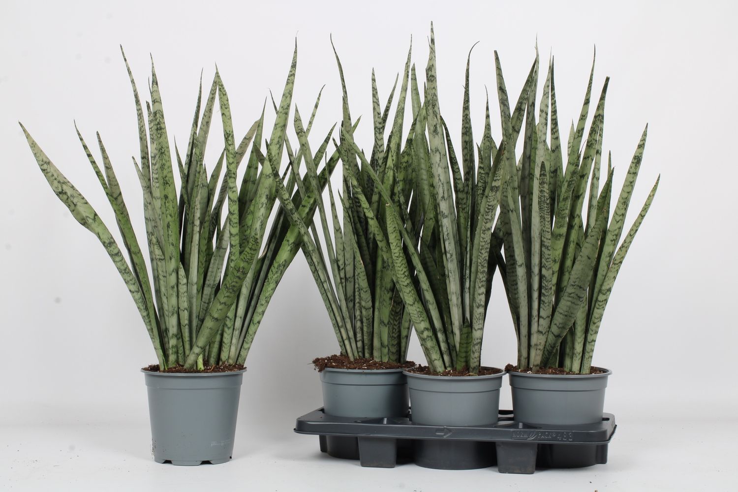 Sansevieria trifasciata 'Silver Princess' — Plant Wholesale FlorAccess
