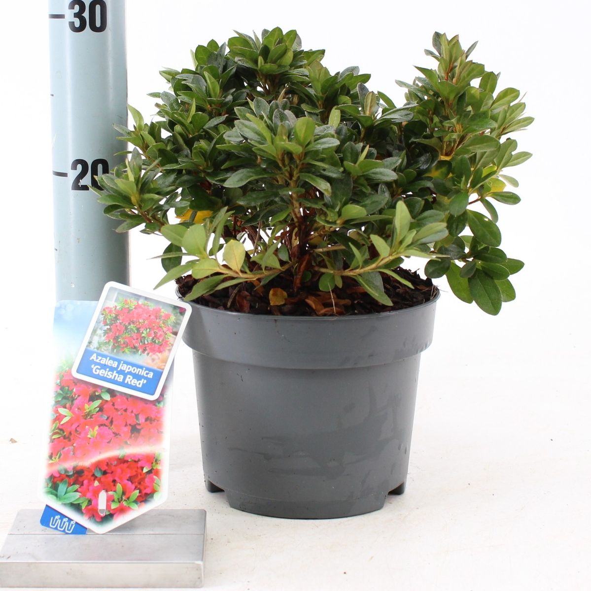 Rhododendron GEISHA RED (AJ) — Plant Wholesale FlorAccess