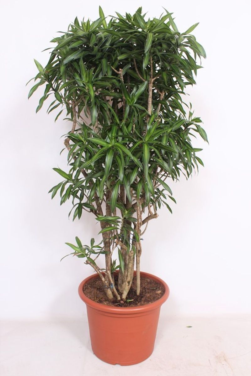 Dracaena reflexa 'Song of Jamaica' — Plant Wholesale FlorAccess