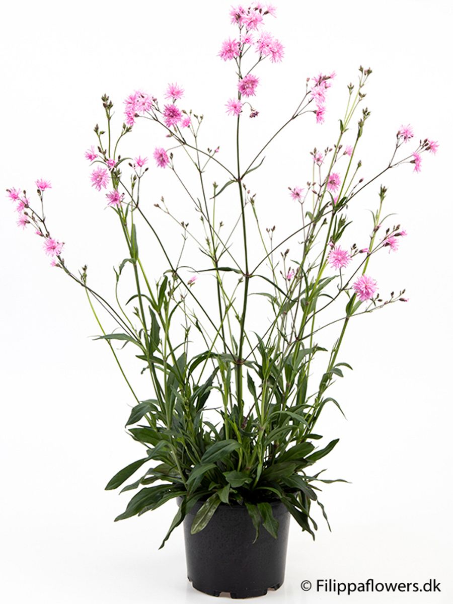 Lychnis flos-jovis — Plant Wholesale FlorAccess