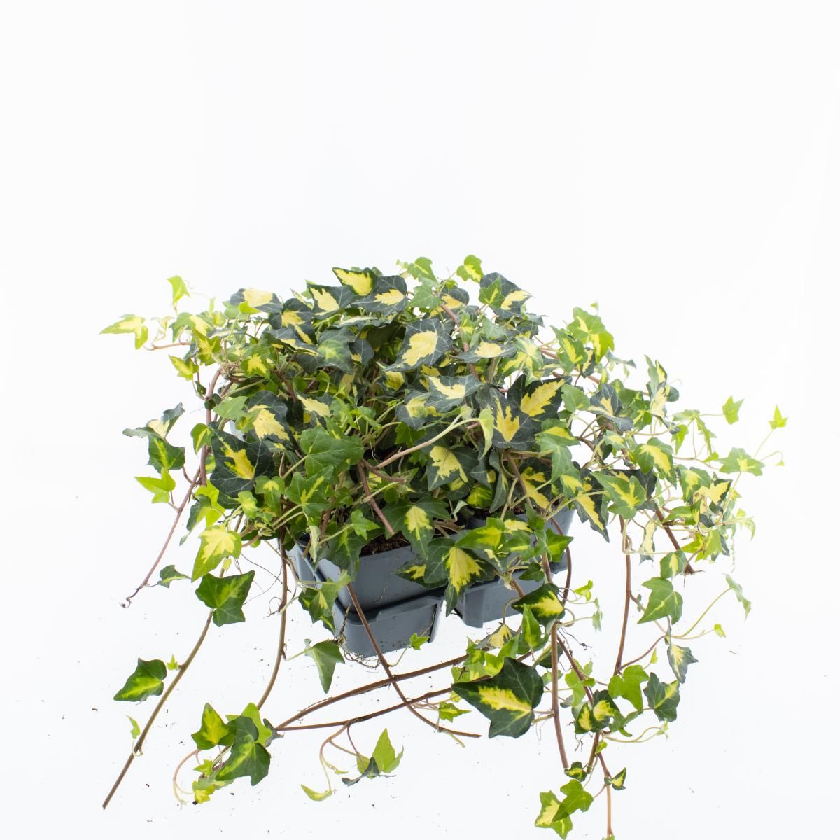 Hedera helix 'Goldheart' — Plant Wholesale FlorAccess