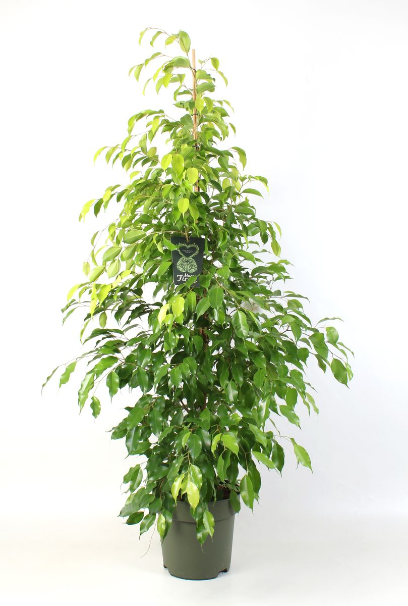 Ficus benjamina 'Reginald' — Plant Wholesale FlorAccess