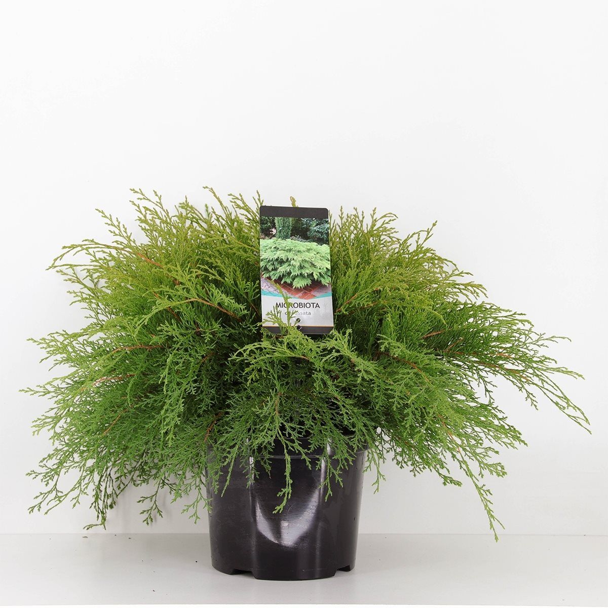 Microbiota decussata — Plant Wholesale FlorAccess