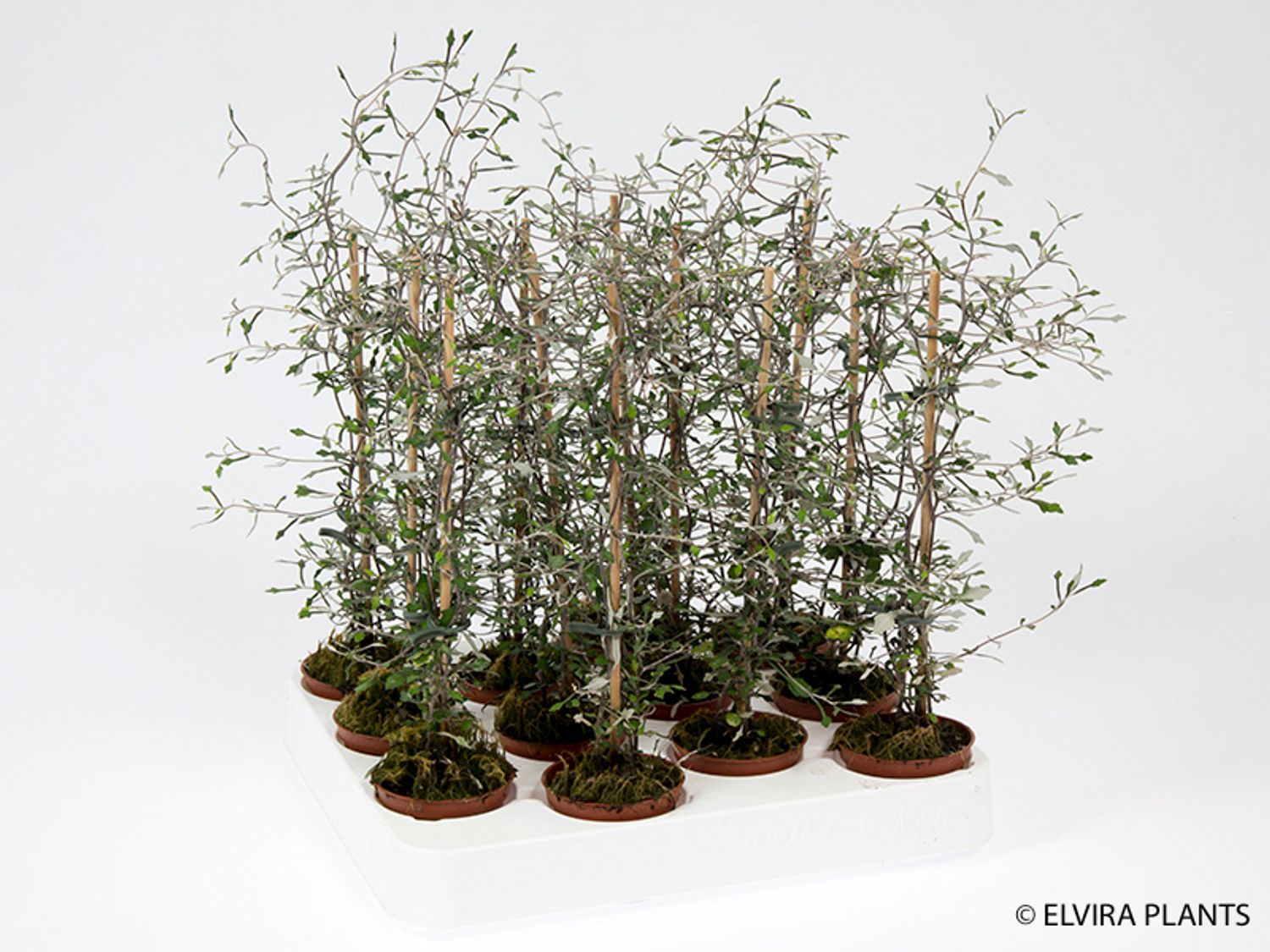 Corokia cotoneaster — Plant Wholesale FlorAccess