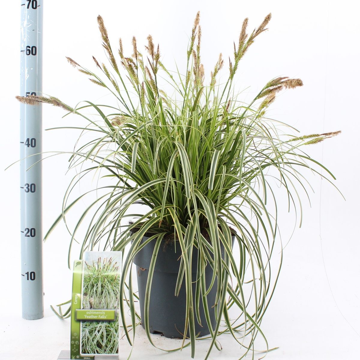 Carex 'Feather Falls' — Vendita all'ingrosso piante FlorAccess