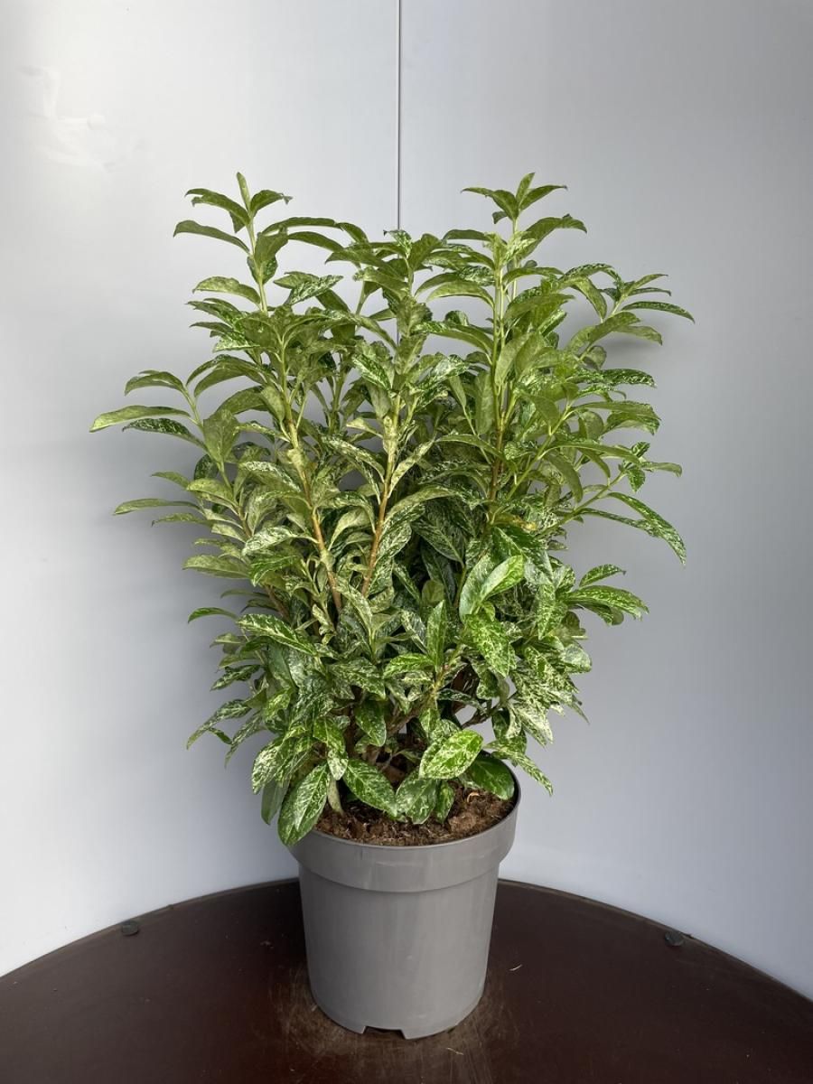 Prunus laurocerasus 'Marbled White' — Plant Wholesale FlorAccess
