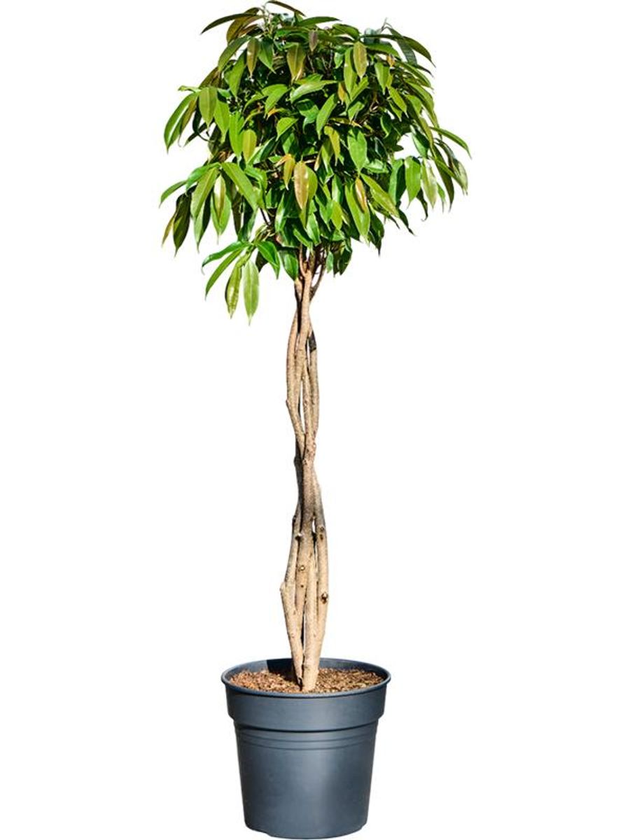 Ficus binnendijkii 'Amstel King' — Grossiste en Plantes FlorAccess