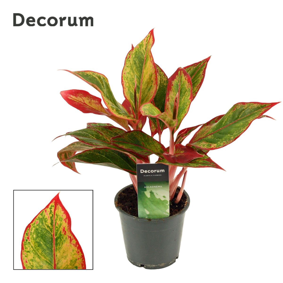 Aglaonema 'Red Fire' — Plant Wholesale FlorAccess