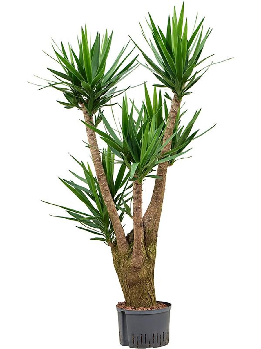Yucca elephantipes — Plant Wholesale FlorAccess