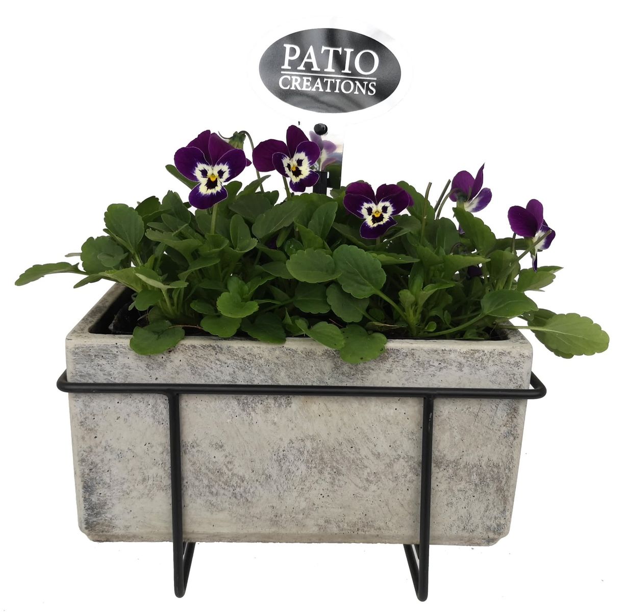 Arrangement Viola — Plant Wholesale FlorAccess