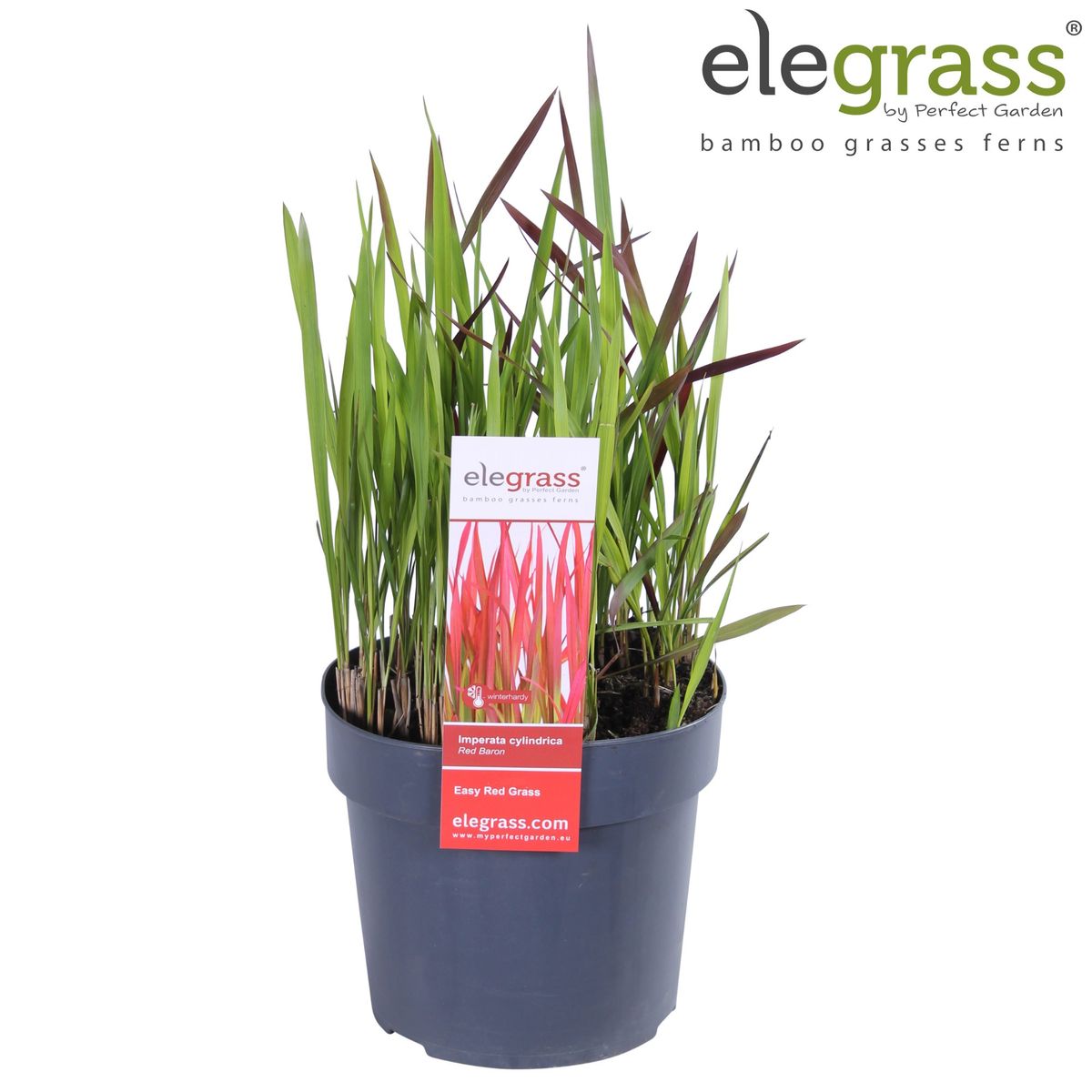 Imperata cylindrica 'Red Baron' — Plant Wholesale FlorAccess