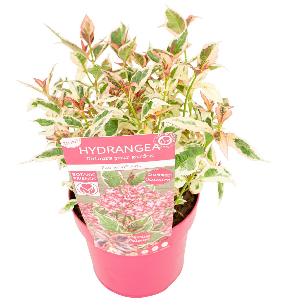 Hydrangea serrata EUPHORIA PINK — Plant Wholesale FlorAccess