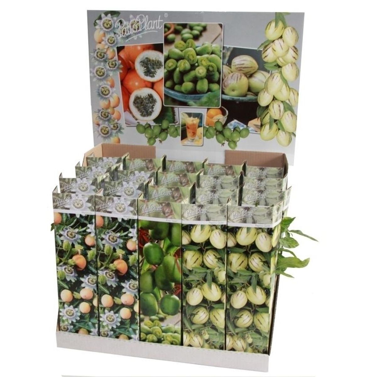 Fruit plants MIX — Plant Wholesale FlorAccess