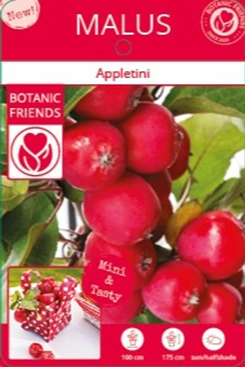 Malus transitoria APPLETINI — Рослини оптом FlorAccess