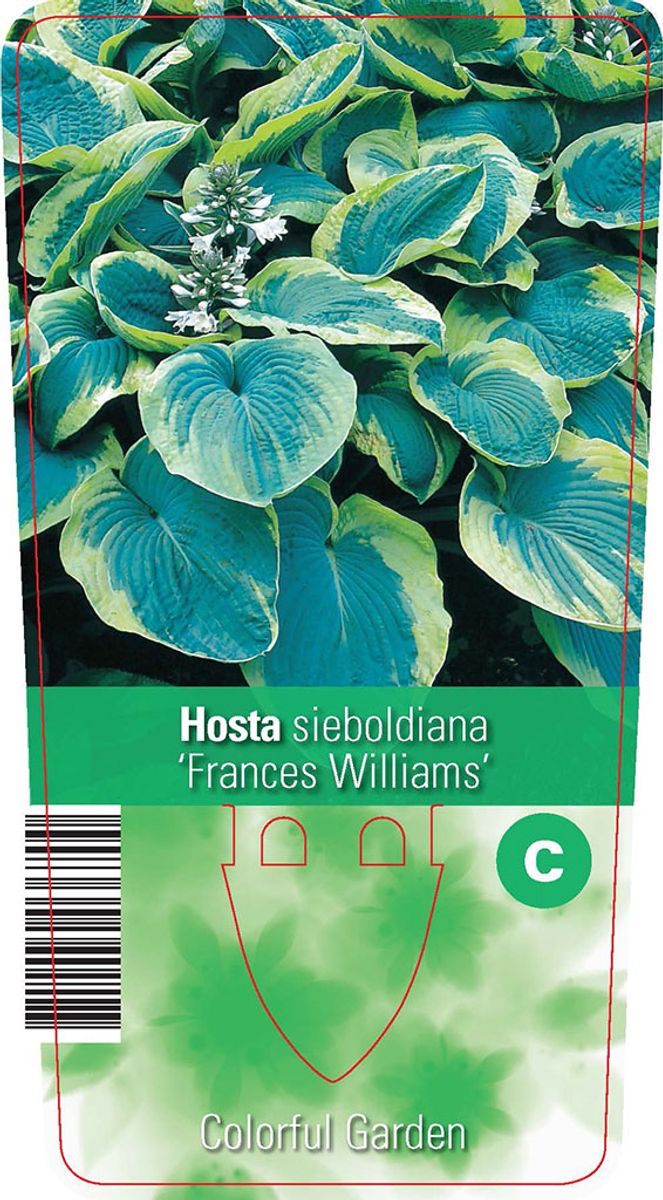 Hosta 'Frances Williams' — Plant Wholesale FlorAccess