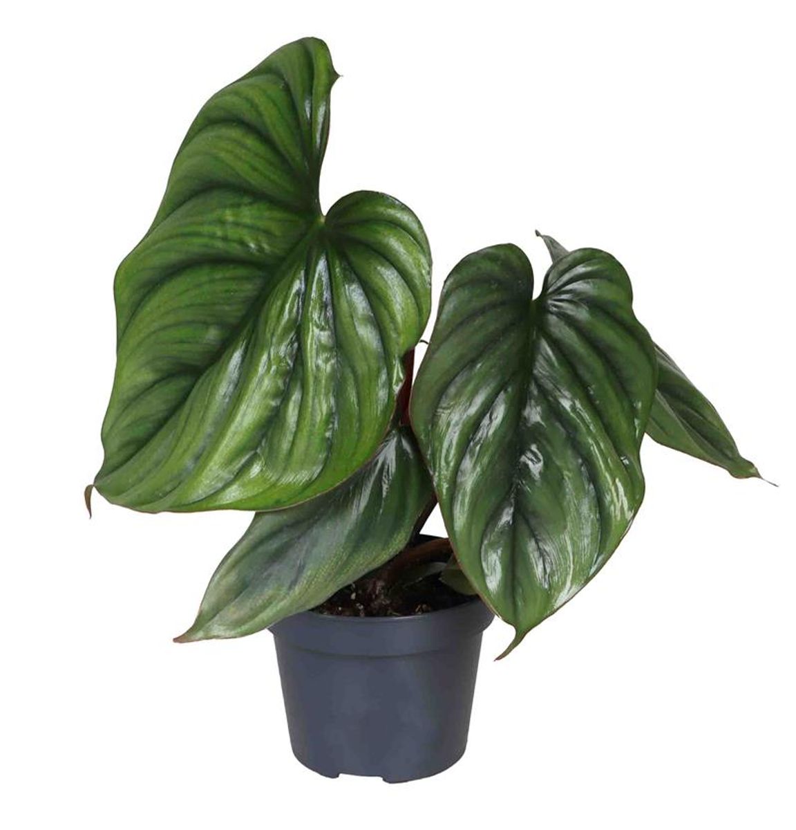 Philodendron Sp Colombia — Plant Wholesale FlorAccess