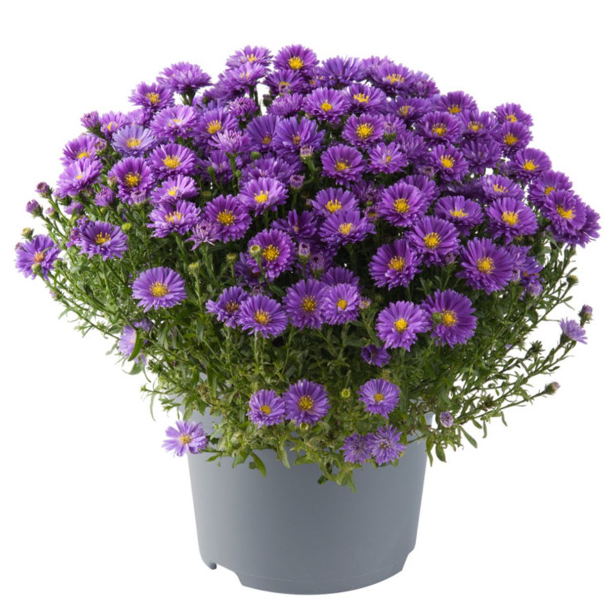 Aster SAMOA — Plant Wholesale FlorAccess