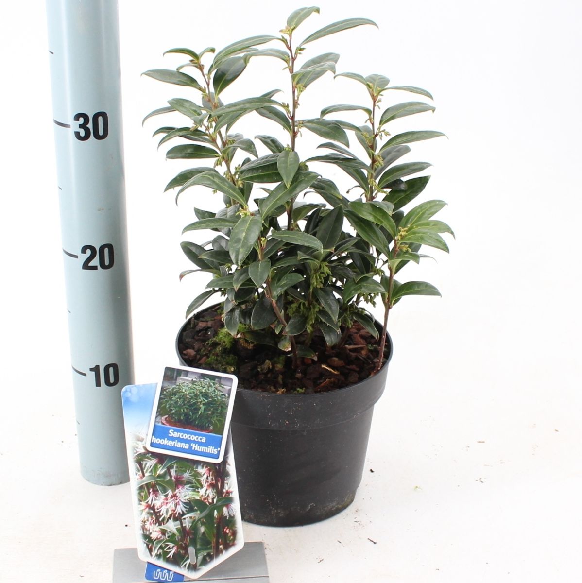 Sarcococca hookeriana humilis — Plant Wholesale FlorAccess