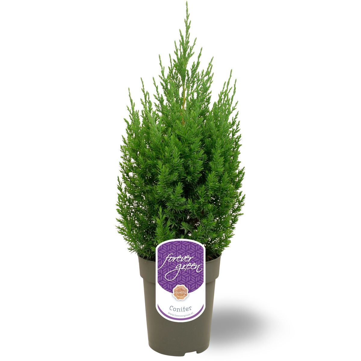 Juniperus chinensis 'Stricta' — Plant Wholesale FlorAccess