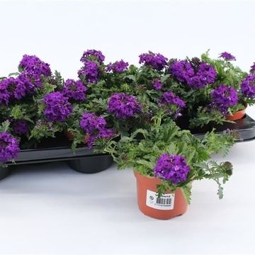 Verbena RAPUNZEL VIOLET — Plant Wholesale FlorAccess