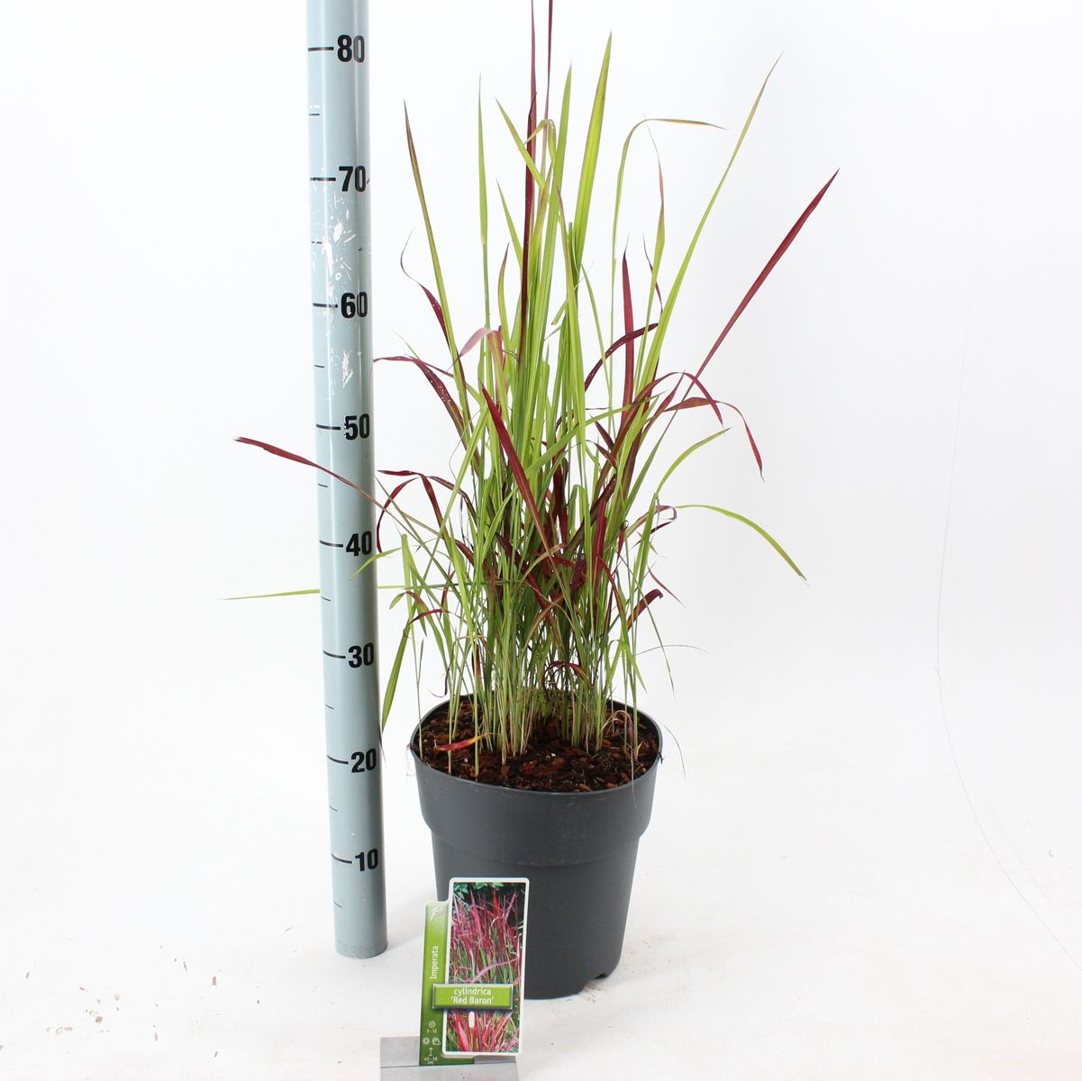Imperata cylindrica 'Red Baron' — Plant Wholesale FlorAccess