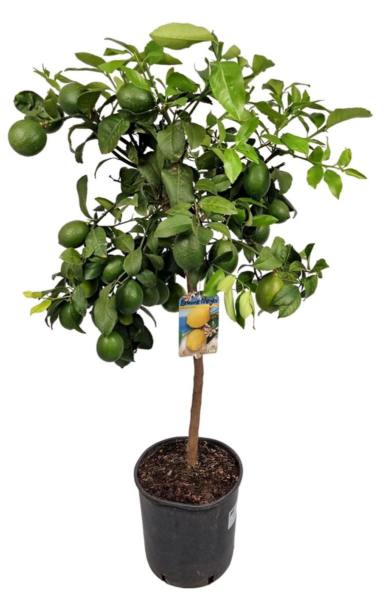 Citrus x limon 'Meyer' — Plant Wholesale FlorAccess