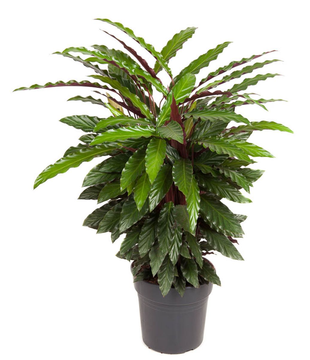 Calathea rufibarba 'Wavestar' — Plant Wholesale FlorAccess