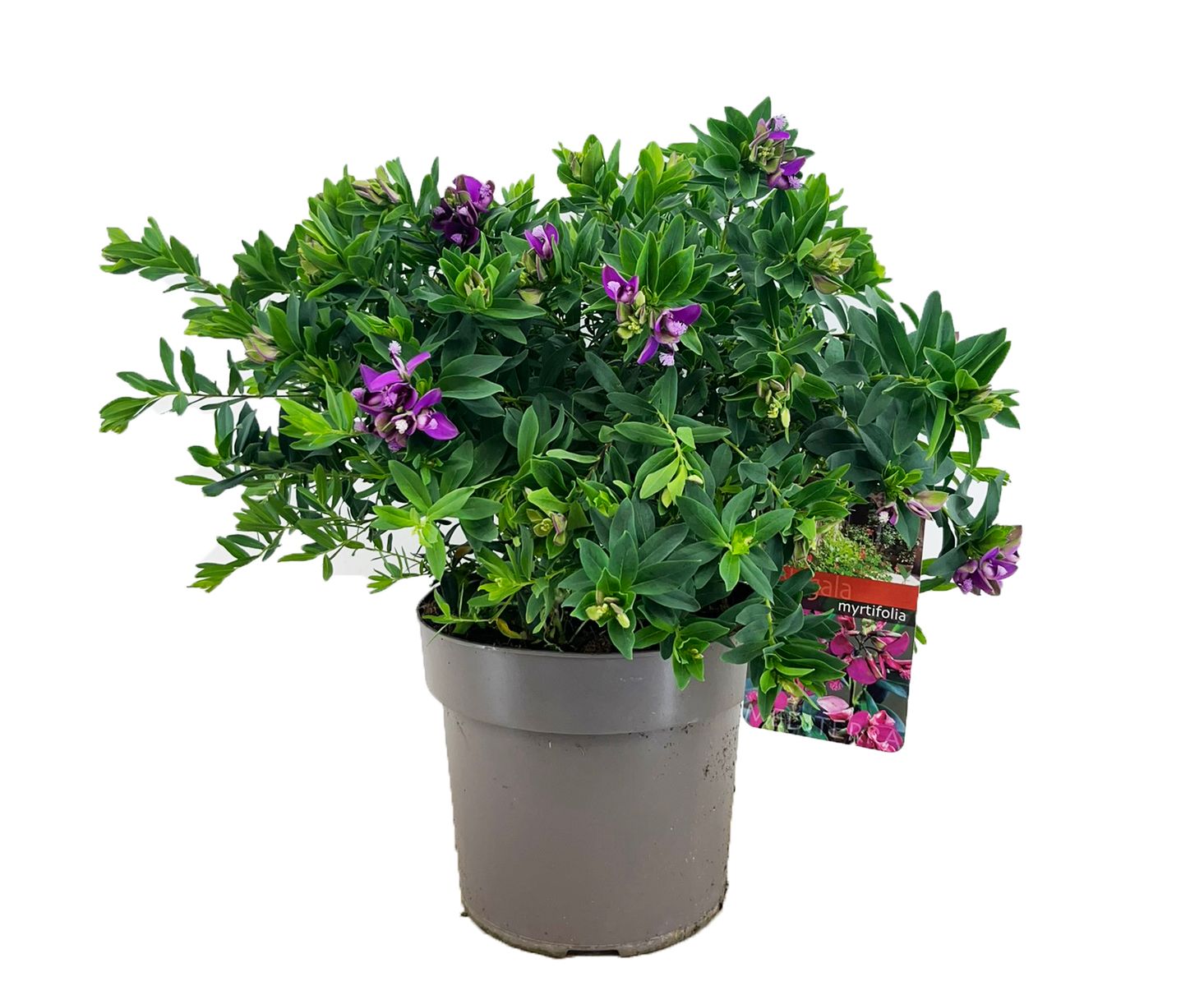 Polygala myrtifolia — Plant Wholesale FlorAccess