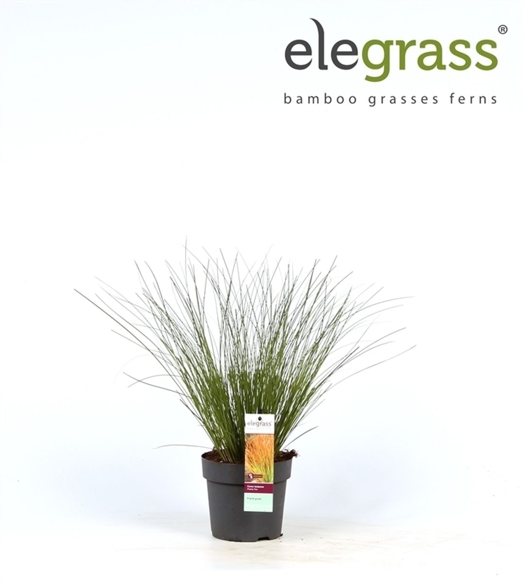 Carex testacea PRAIRIE FIRE COLORGRASS — Plant Wholesale FlorAccess