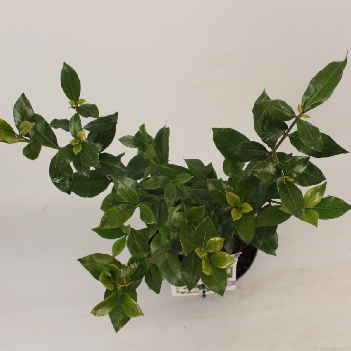 Gardenia jasminoides PINWHEEL — Plant Wholesale FlorAccess