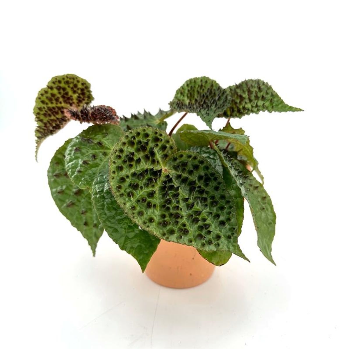 Begonia ferox — Plant Wholesale FlorAccess