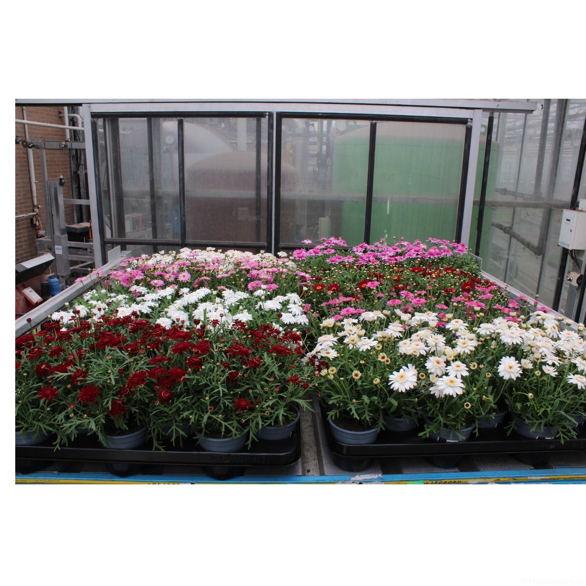 Argyranthemum frutescens MIX — Plant Wholesale FlorAccess