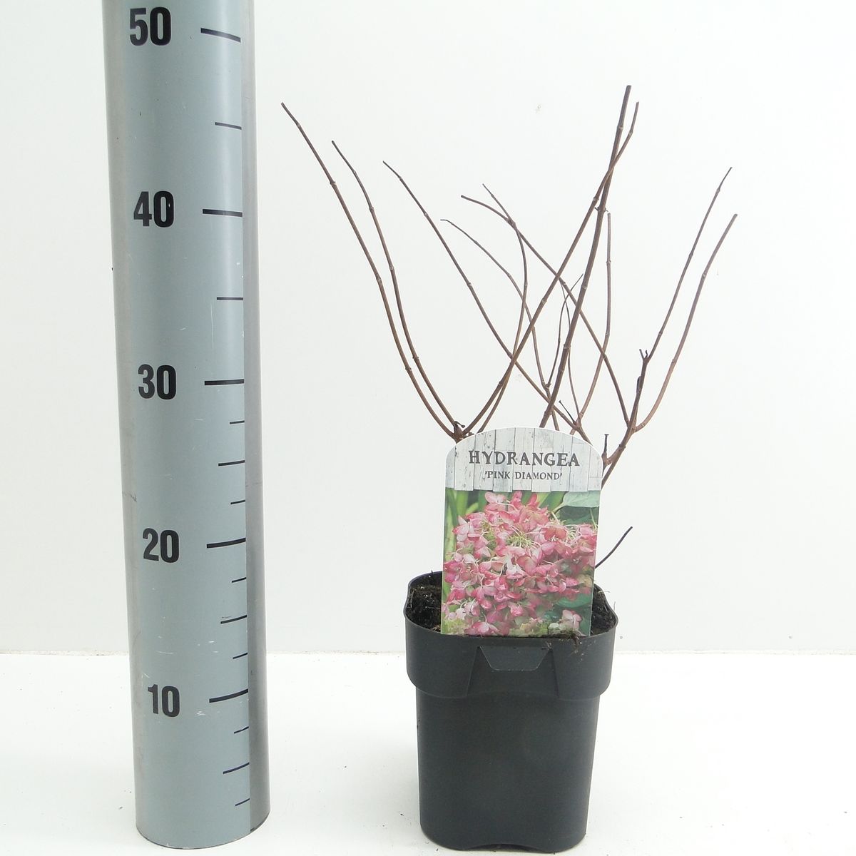 Hydrangea paniculata 'Pink Diamond' — Plant Wholesale FlorAccess