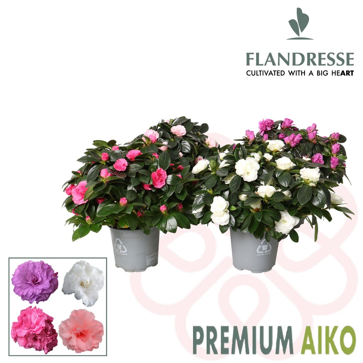 Rhododendron AIKO MIX — Hurtownia roślin FlorAccess