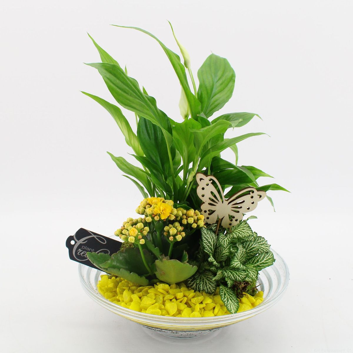 Arrangement Basic Fundamentals — Plant Wholesale FlorAccess
