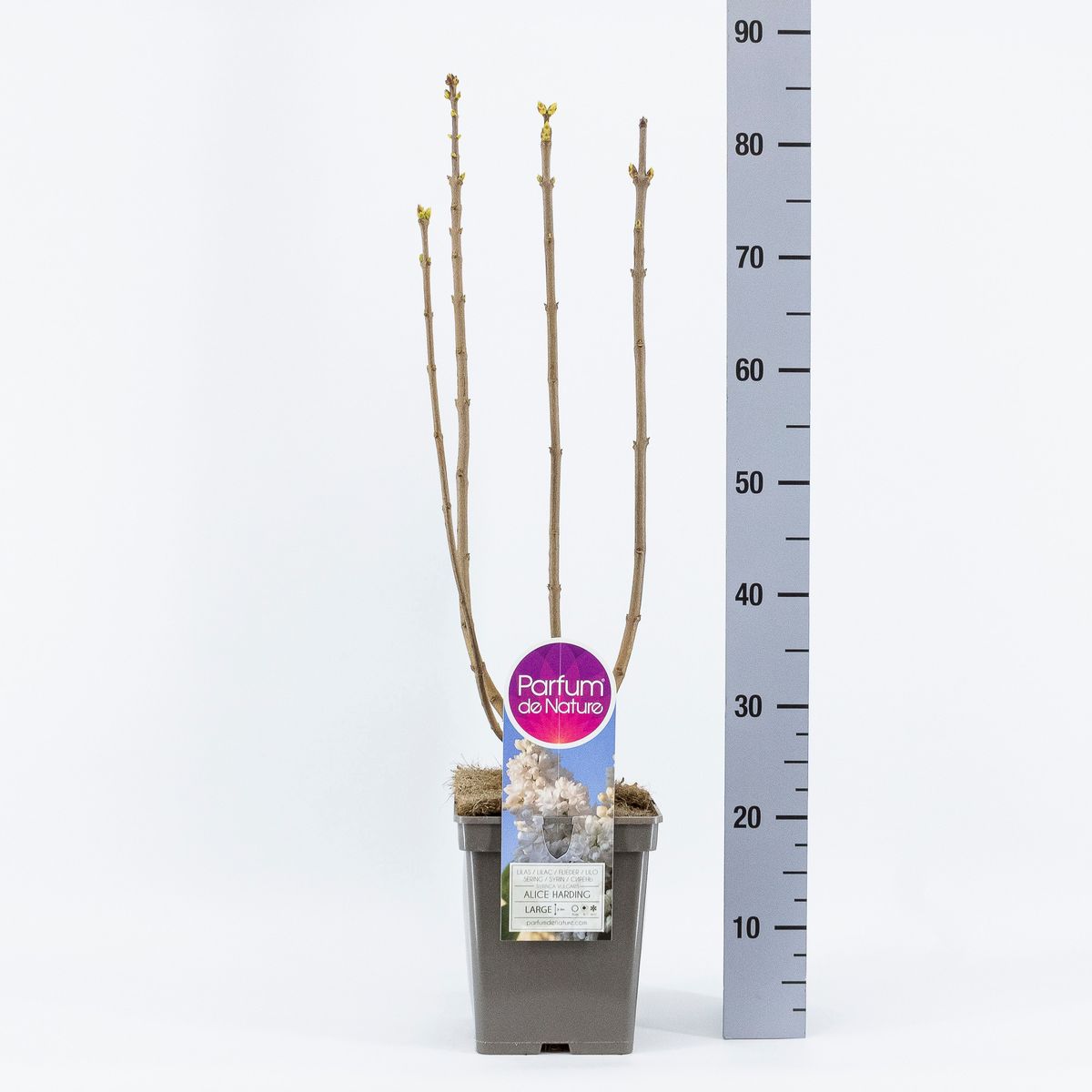 Syringa vulgaris 'Souvenir d'Alice Harding' — Plant Wholesale FlorAccess