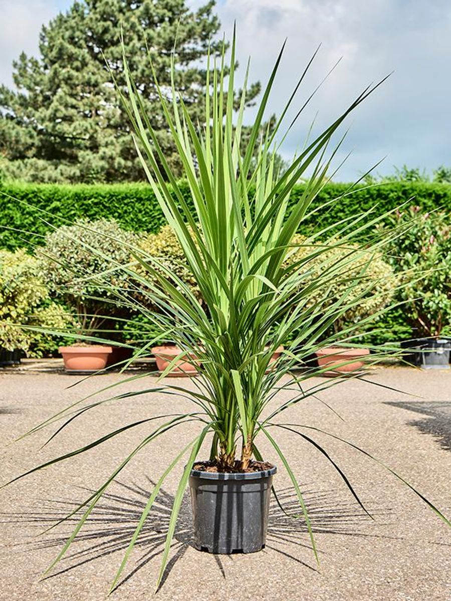 Cordyline australis — Plant Wholesale FlorAccess