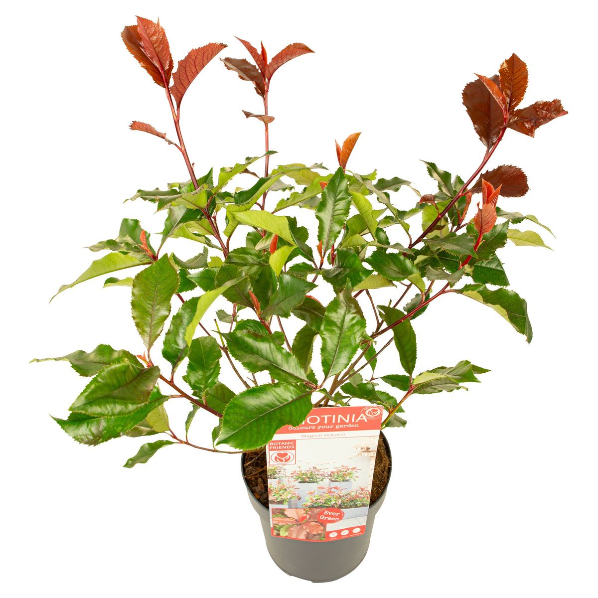 Photinia x fraseri MAGICAL VOLCANO — Mayorista de plantas FlorAccess