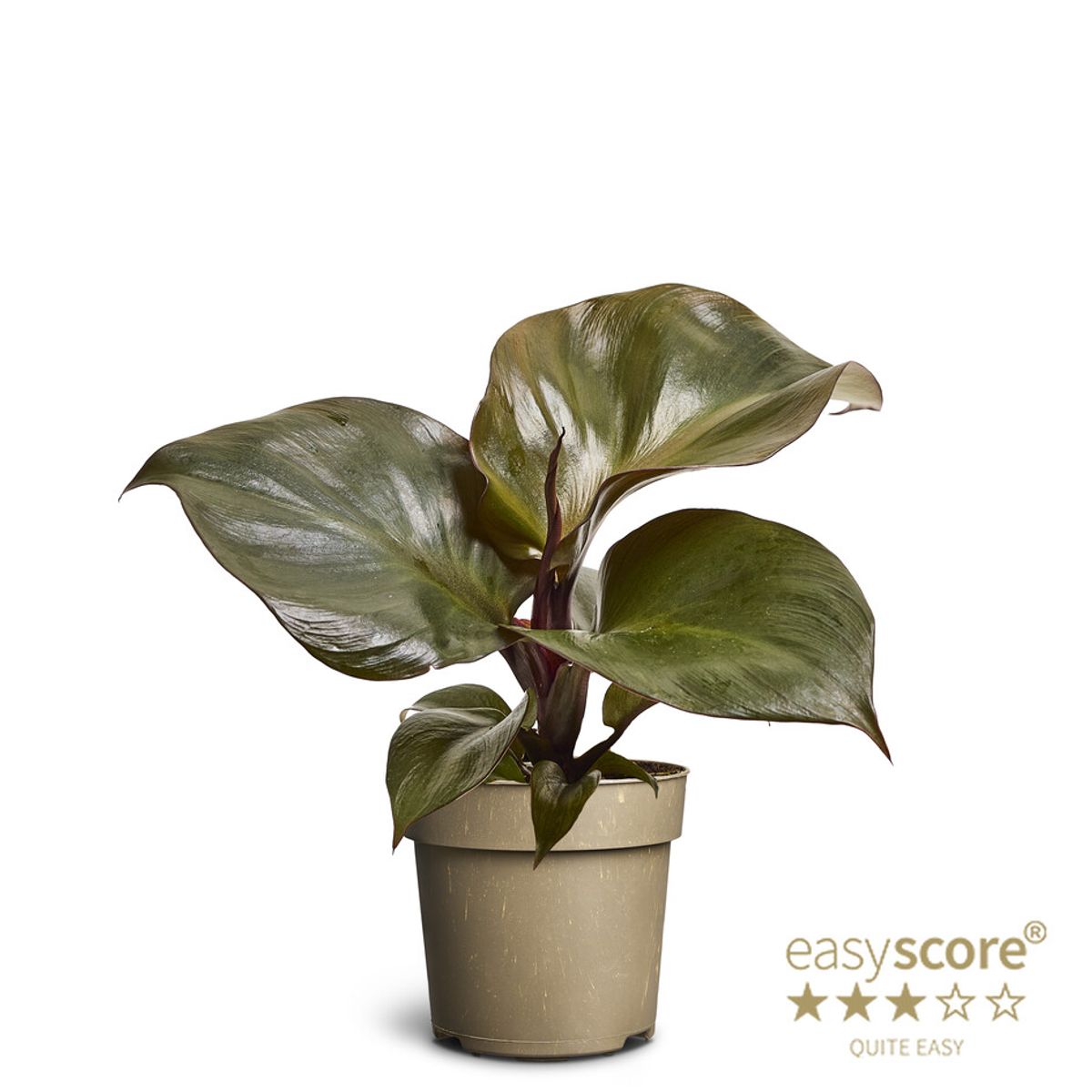 Philodendron 'Red Heart' — Plant Wholesale FlorAccess