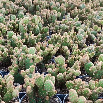 Opuntia microdasys rufida 'Minor' — Plant Wholesale FlorAccess