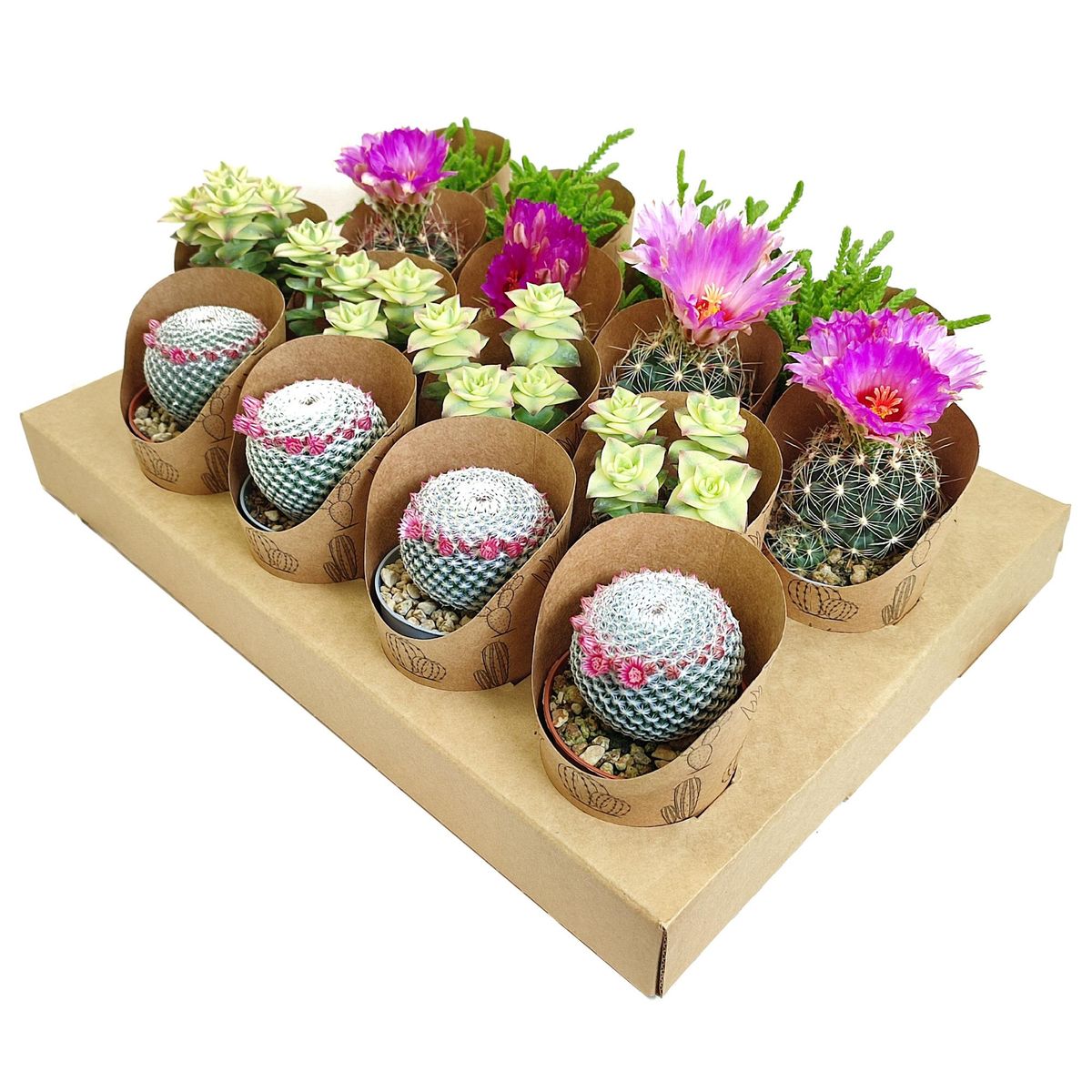 Cactus MIX — Plant Wholesale FlorAccess