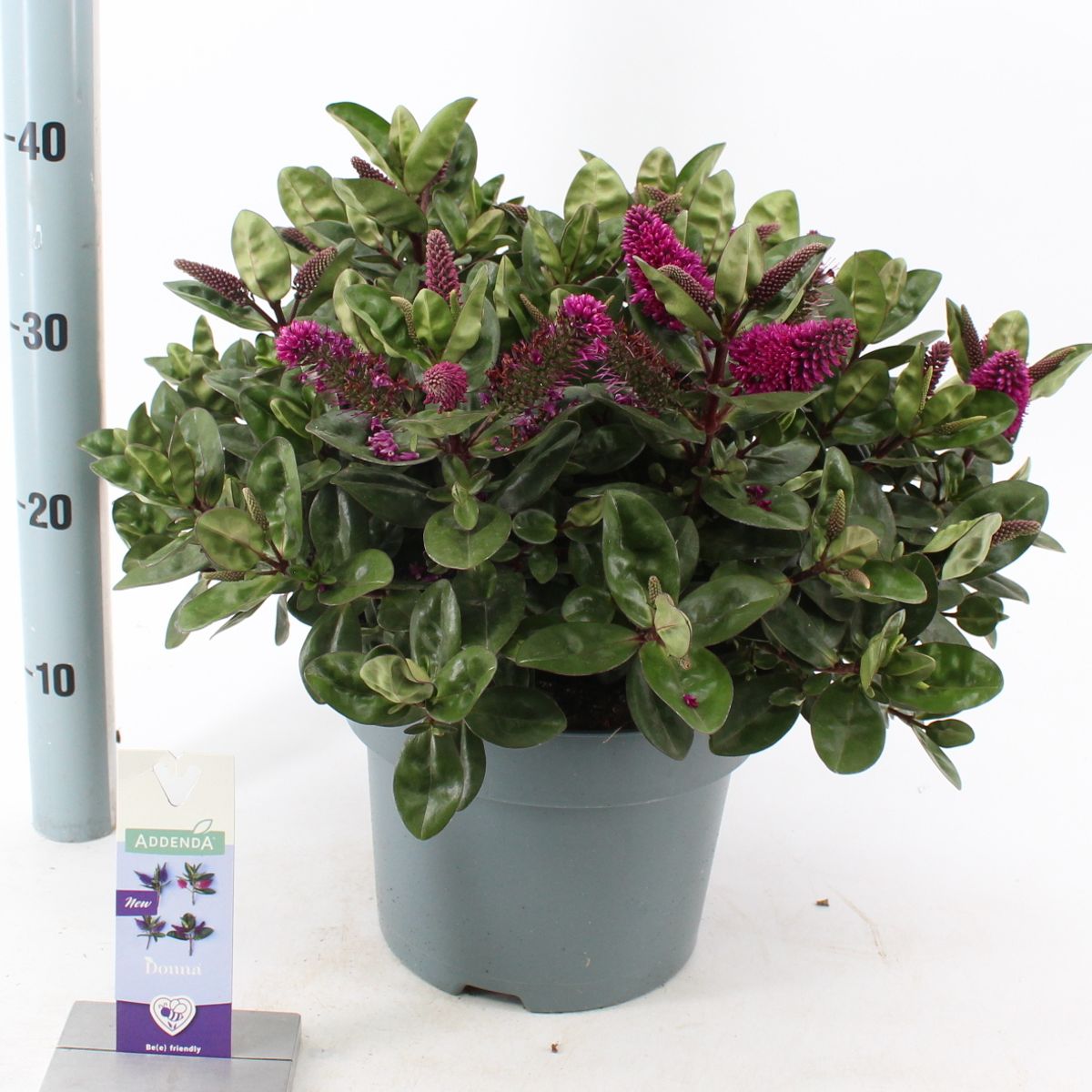 Hebe HEBEDONNA ALINA — Plant Wholesale FlorAccess