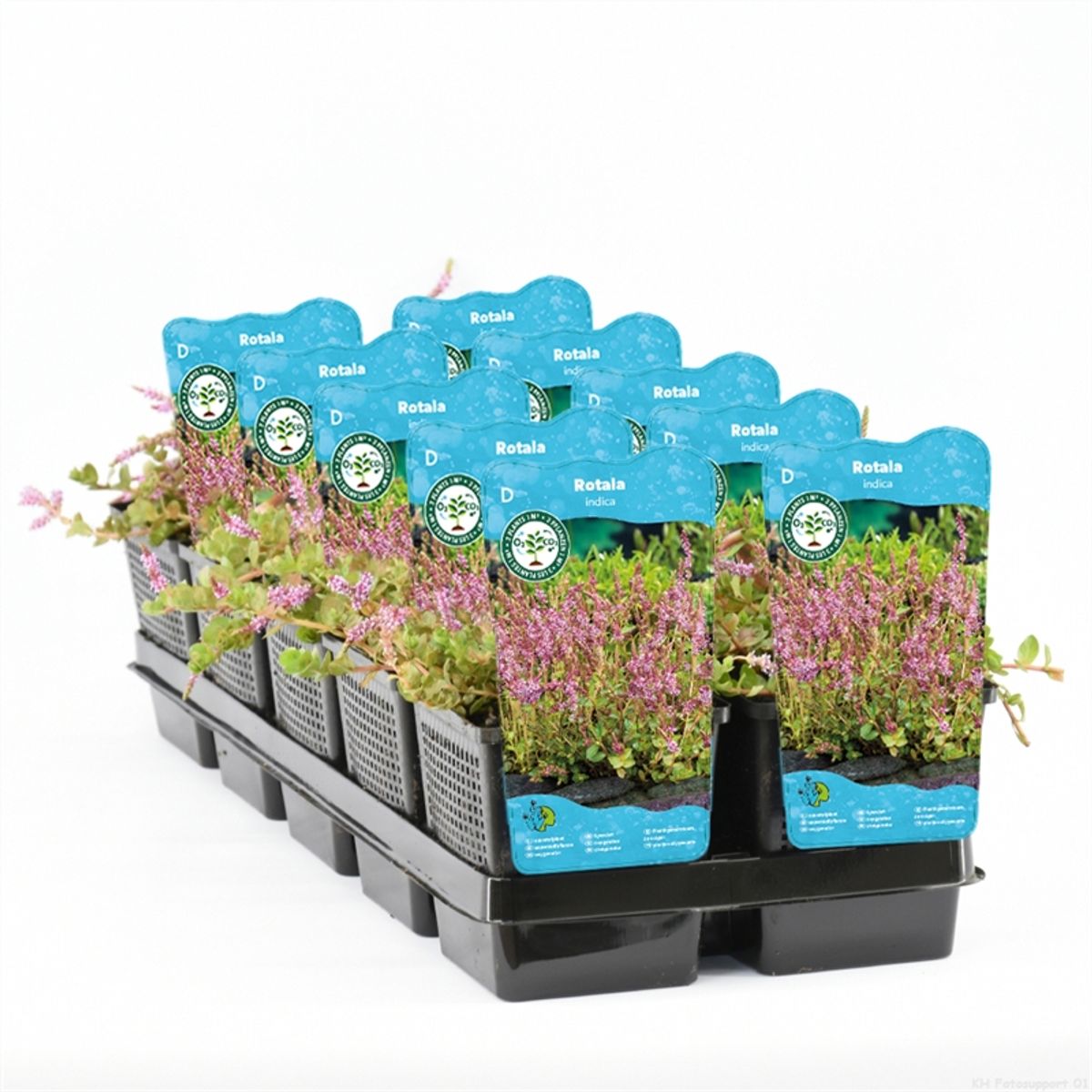 Rotala indica — Plant Wholesale FlorAccess