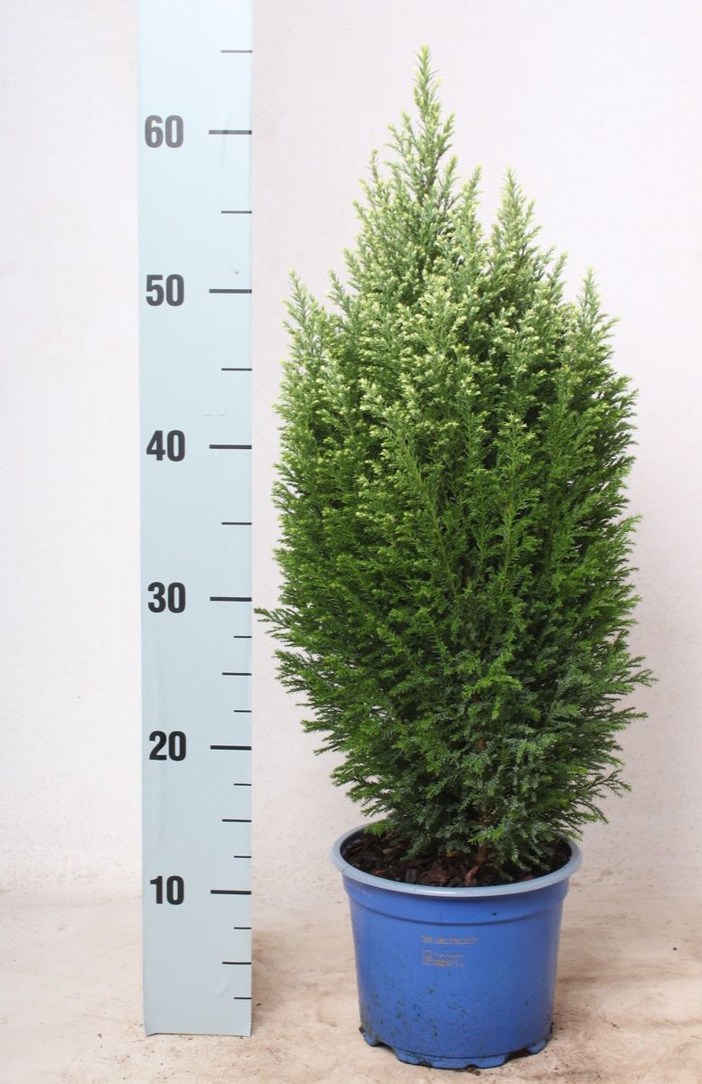 Chamaecyparis lawsoniana 'Snow White' — Plant Wholesale FlorAccess