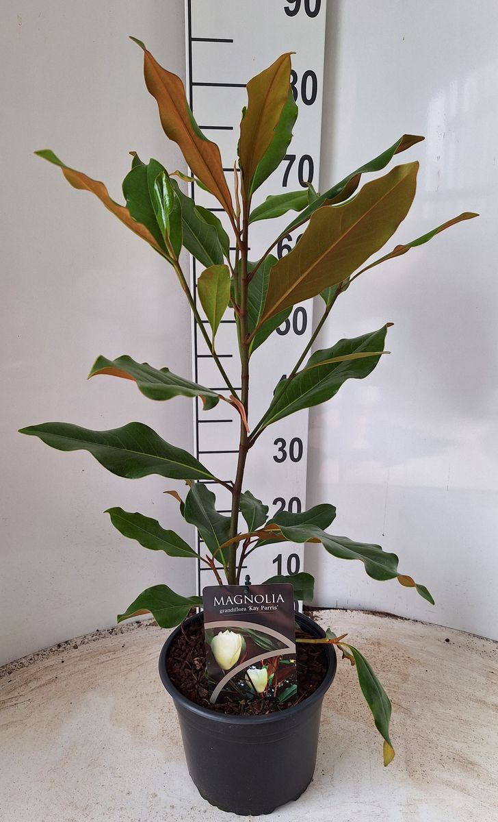 Magnolia grandiflora 'Kay Paris' — Plant Wholesale FlorAccess