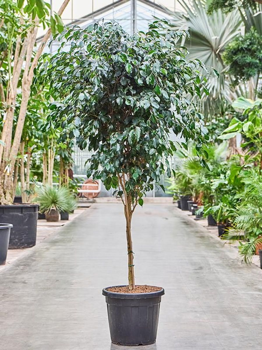 Ficus benjamina 'Danielle' — Plant Wholesale FlorAccess