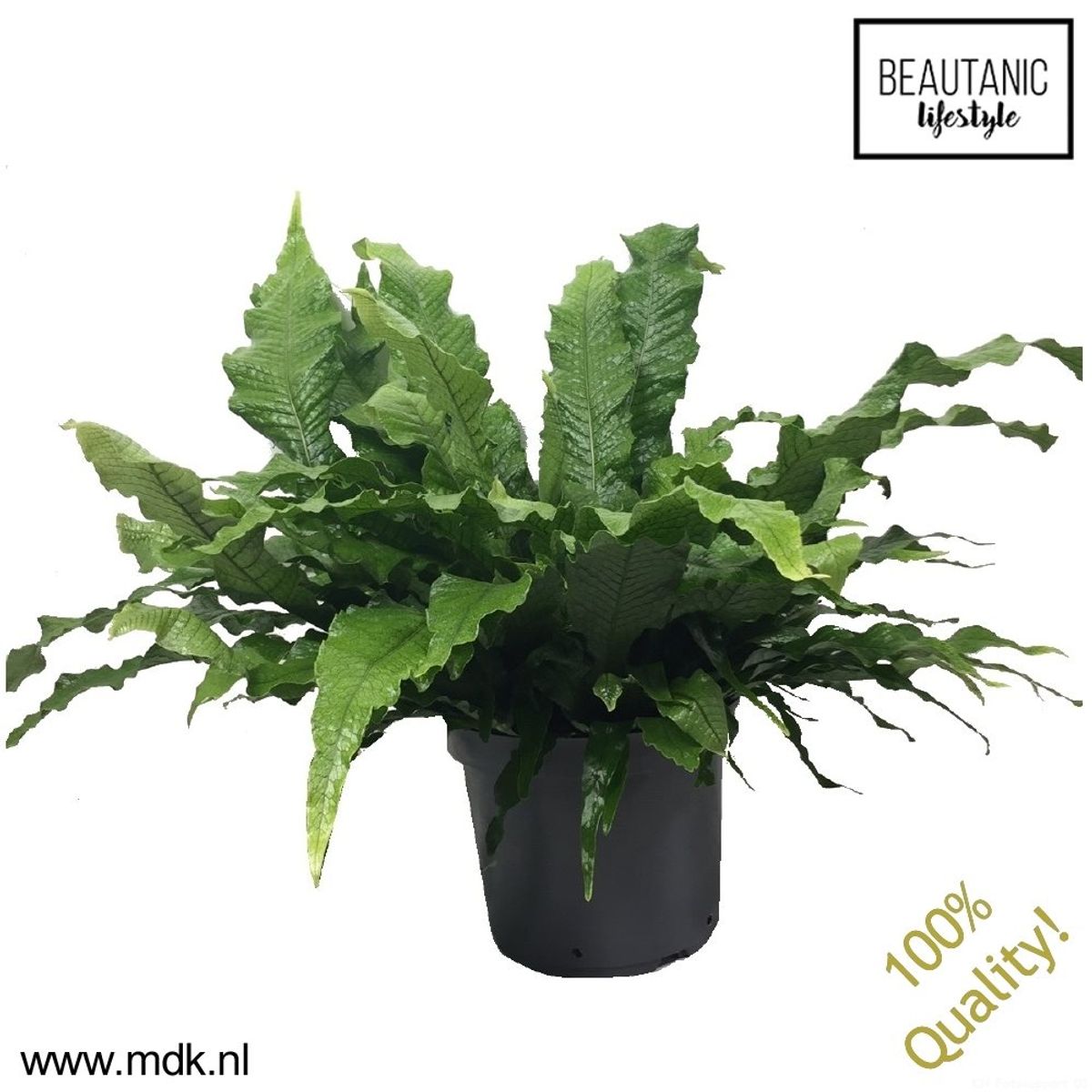 Microsorum musifolium 'Crocodyllus' — Grossiste en Plantes FlorAccess