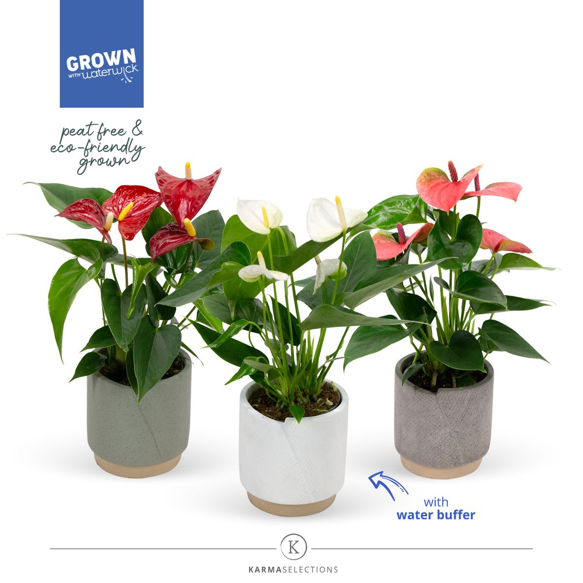Anthurium MIX — Plant Wholesale FlorAccess
